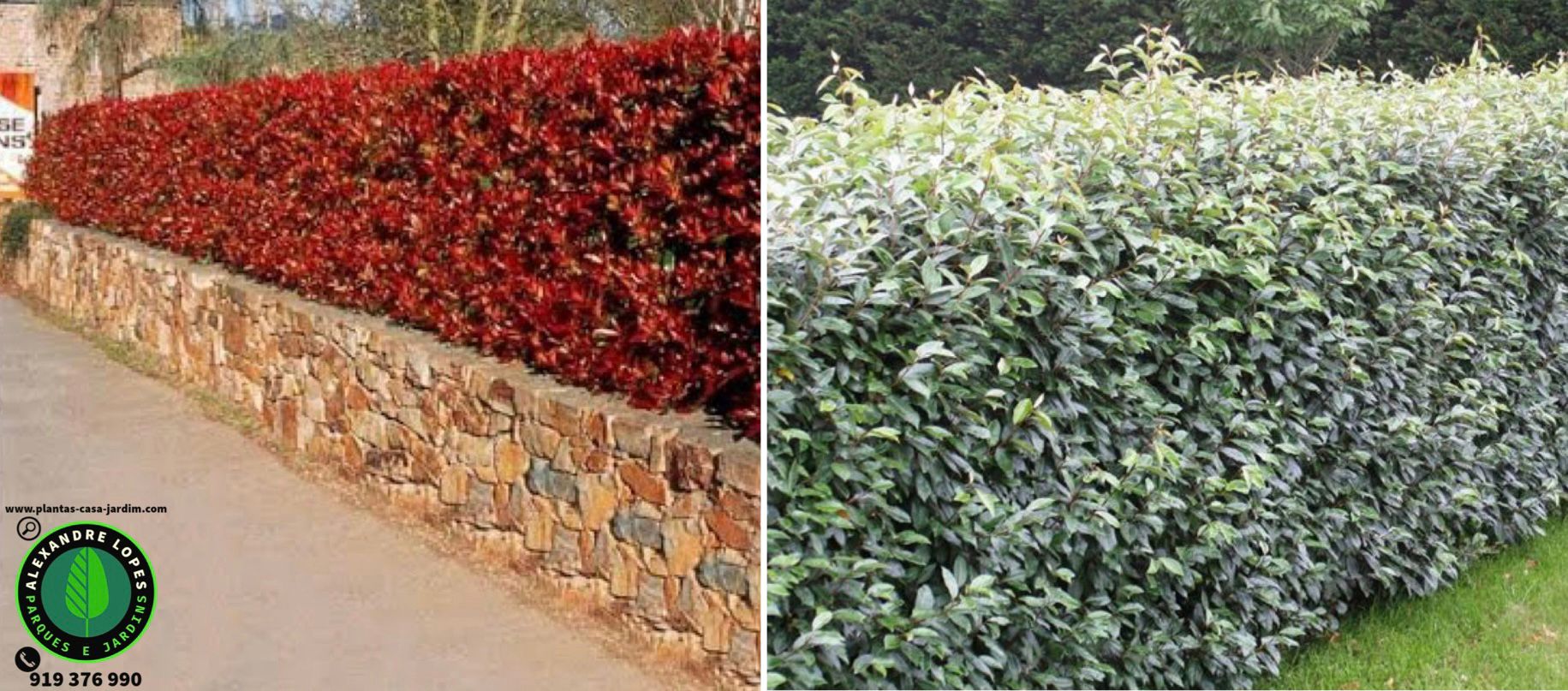 Plantas para sebes – Casa-Plantas-Jardim