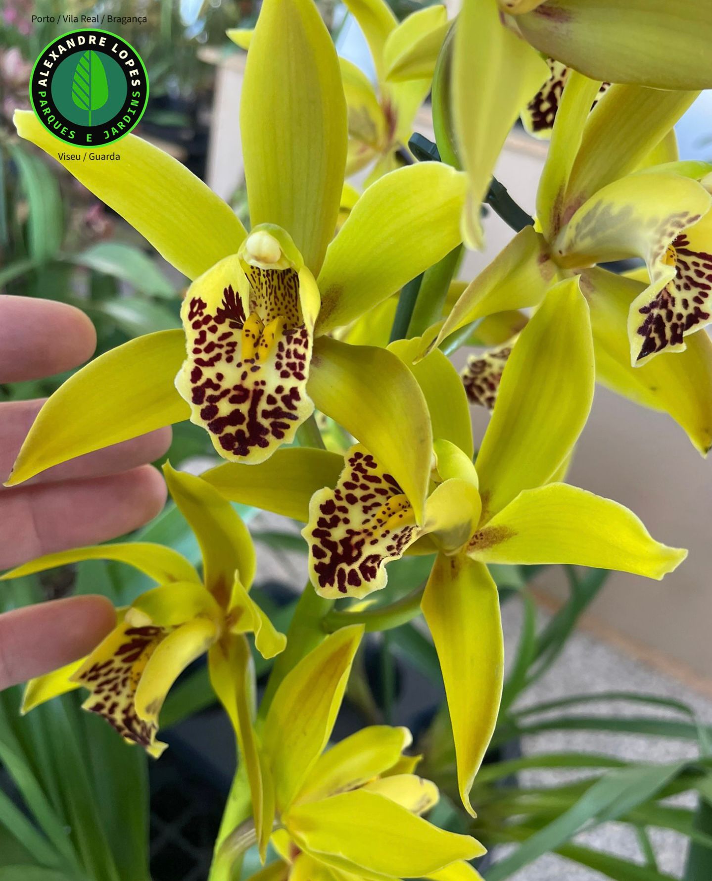 Cymbidiums diversos – Casa-Plantas-Jardim